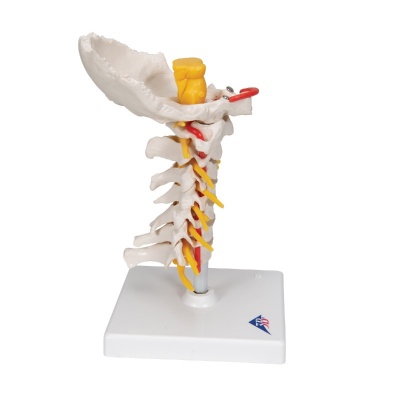 3B Scientific Cervical Spine Model | Health and Care